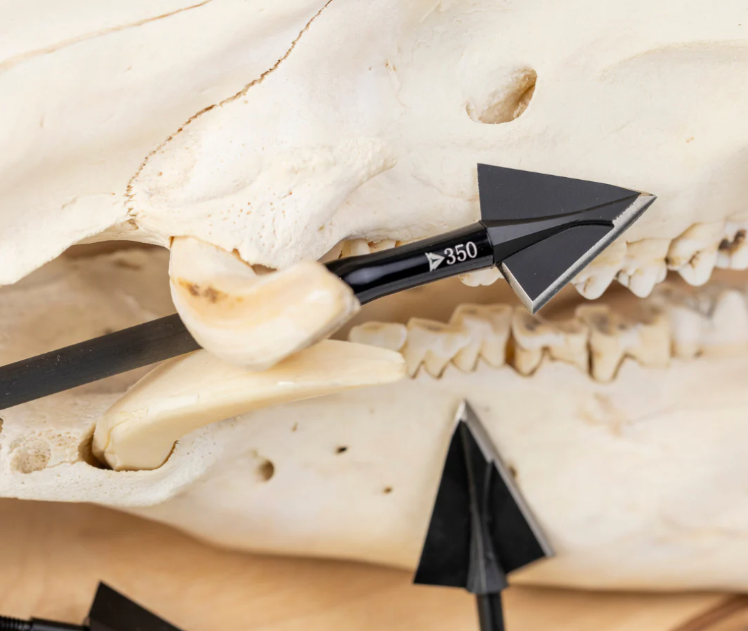 Terra Firma Venator 2 Blade Broadhead (3PK) – Easy Vanes